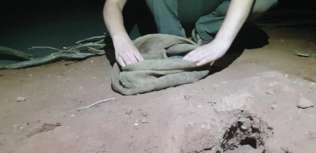 Billy n Bee Bilby - first generation Currawinya born are fit and ...